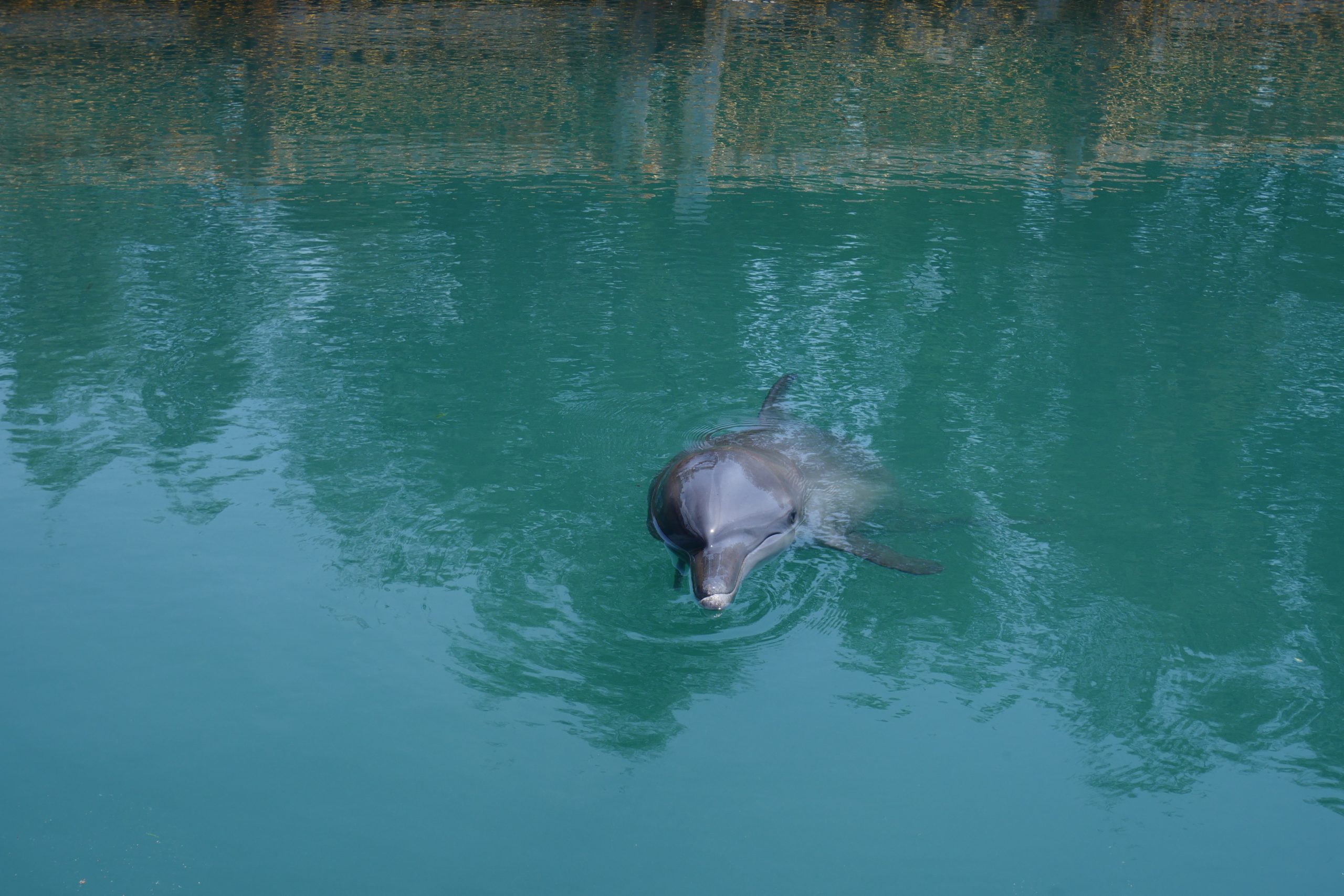 ‘World’s Loneliest Dolphin’ Dies Alone in Abandoned Aquarium - Karmagawa