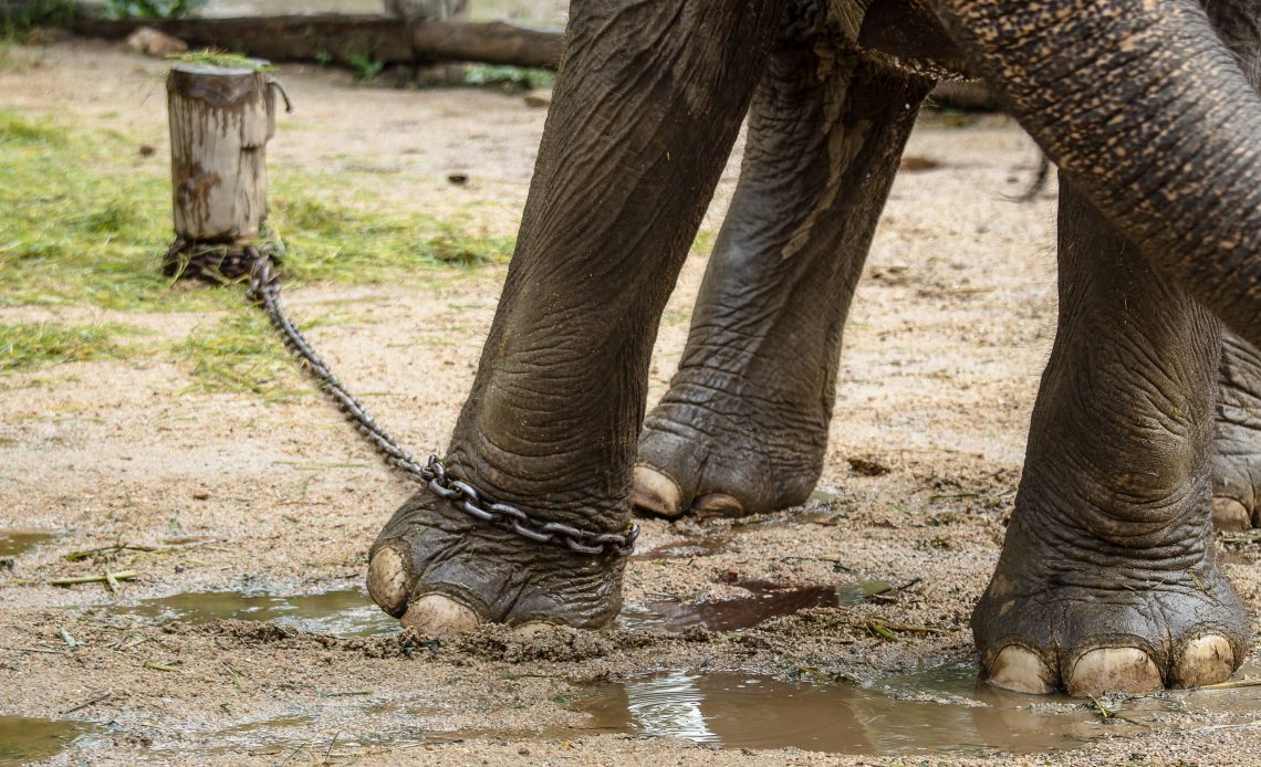 "World's Loneliest Elephant" Wins Freedom After Decades Trapped in ...