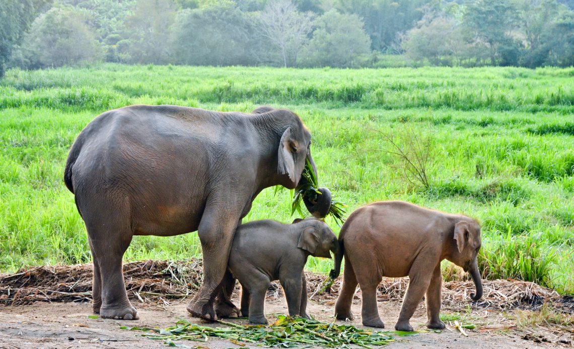 Endangered Elephants Are Reclaiming Safer Travel Paths in Thailand ...