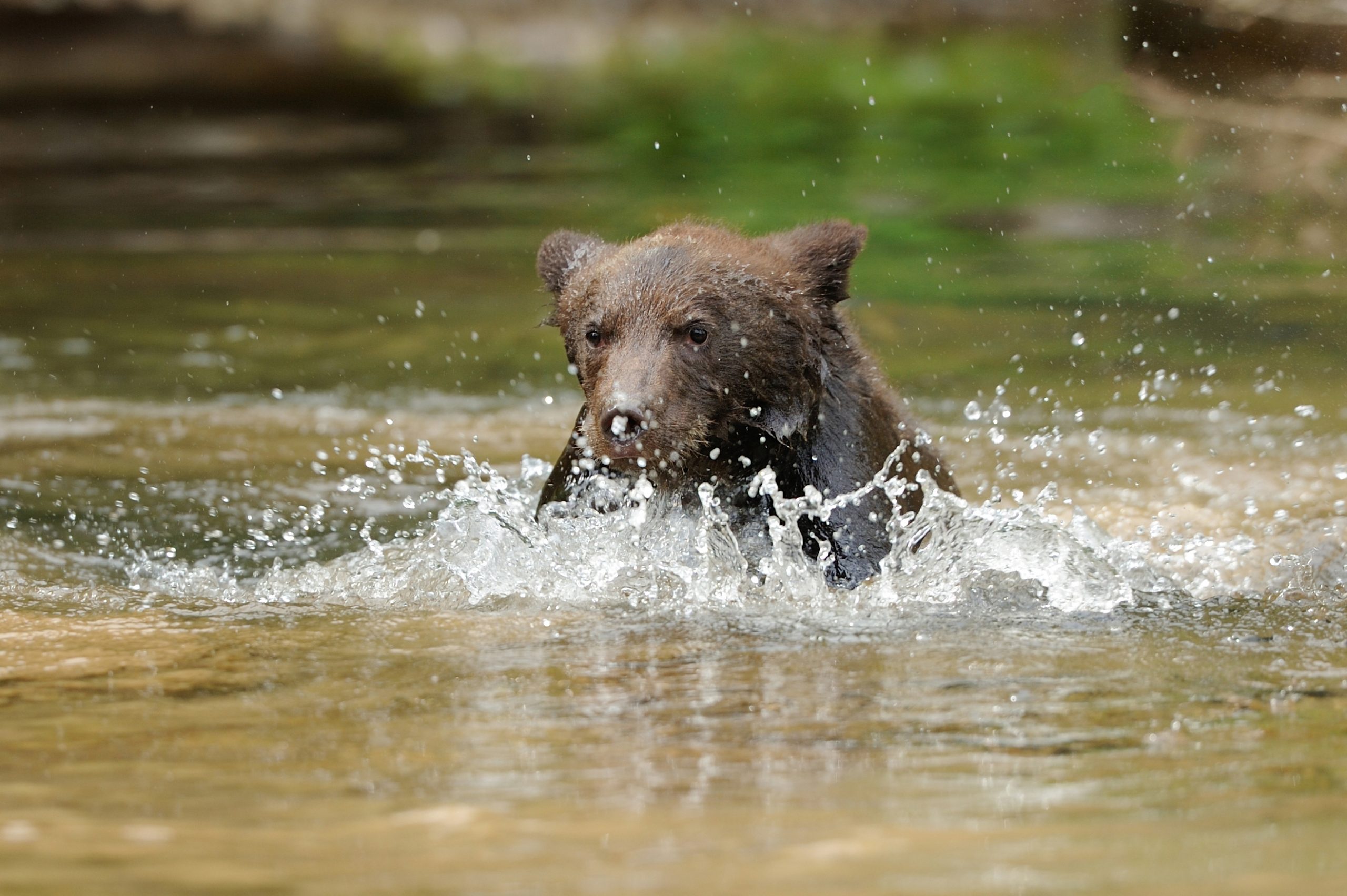 Family Rescues Young Bear From Drowning - Karmagawa