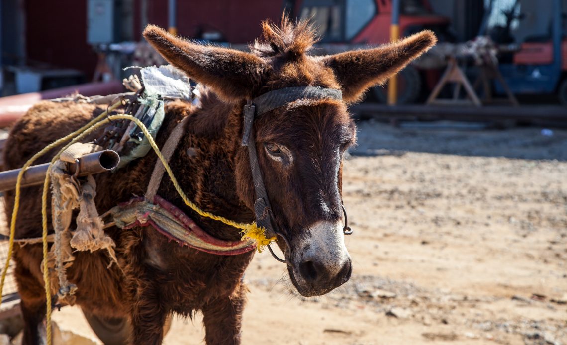 Overworked Donkey Suspended in Midair After Being Forced to Pull ...