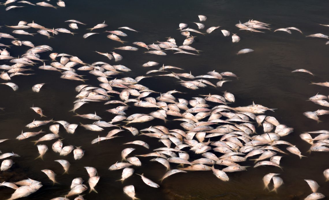 Why Are Thousands of Fish Suffocating to Death in the Hudson River ...