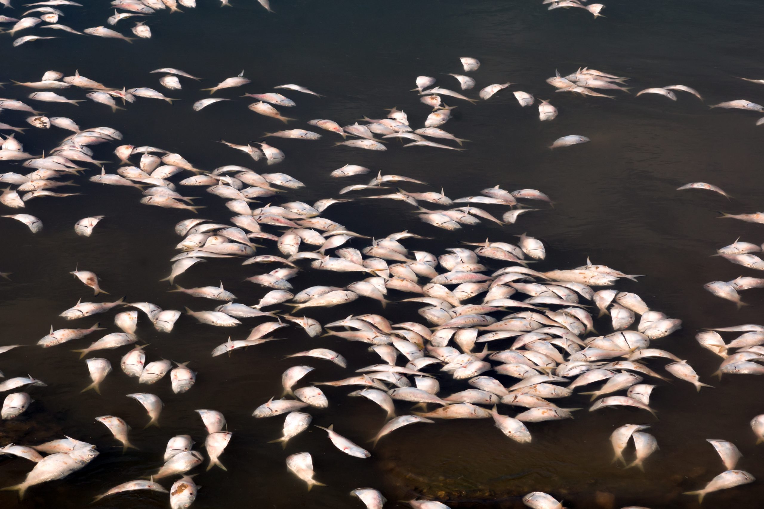 Why Are Thousands of Fish Suffocating to Death in the Hudson River ...