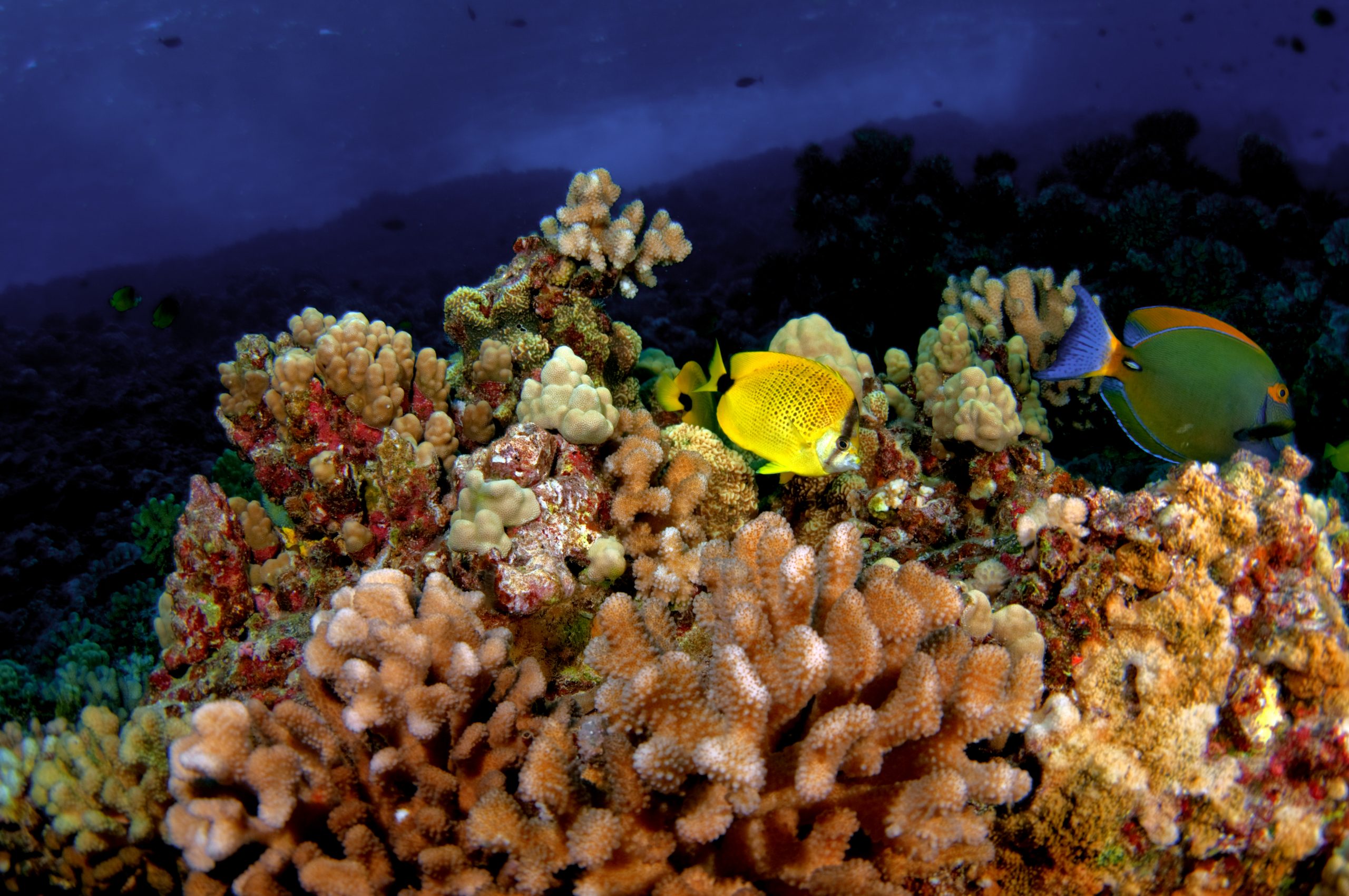 Sign the Petition, Save Ocean Life: Stop the Detonation of WWII-era ...
