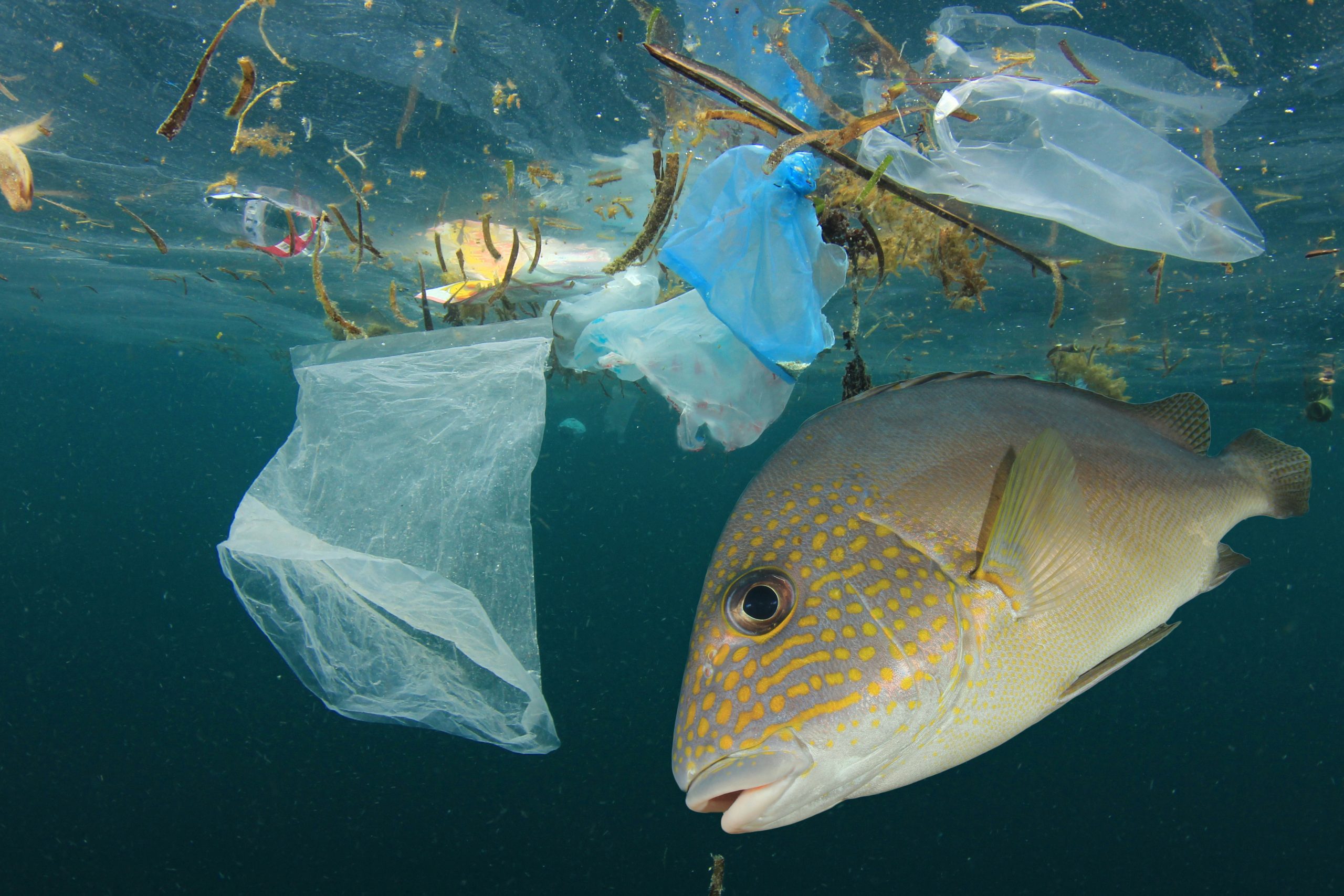 Marine Life Being Killed by Increased Littering of PPE Around the World ...