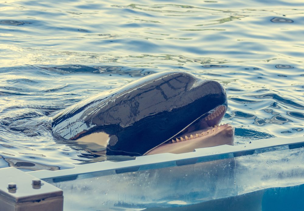 Orca Waits at Gate Longing To Be Reunited With His Family - Karmagawa
