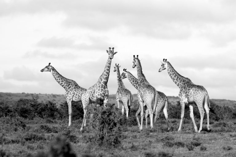 Last Known White Giraffe Fitted With GPS Device To Protect It From ...