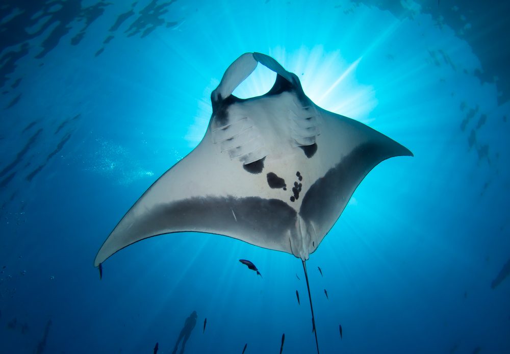 Manta Ray Injured Badly After Vessel Strike - Karmagawa