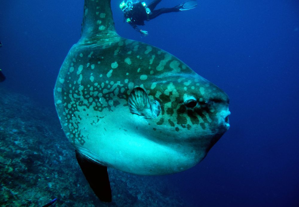 Capture of 2-Ton Giant Sunfish Provides Rare Sighting Before Being ...