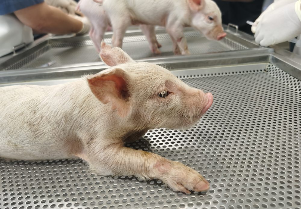 Pigs Are Being Used in Barbaric Crash Test Experiments - Karmagawa