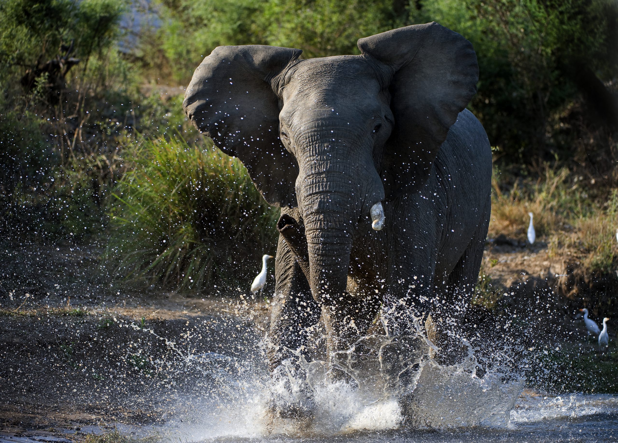 Frightened Elephant Tries To Stop Workers From Destroying Its Home ...